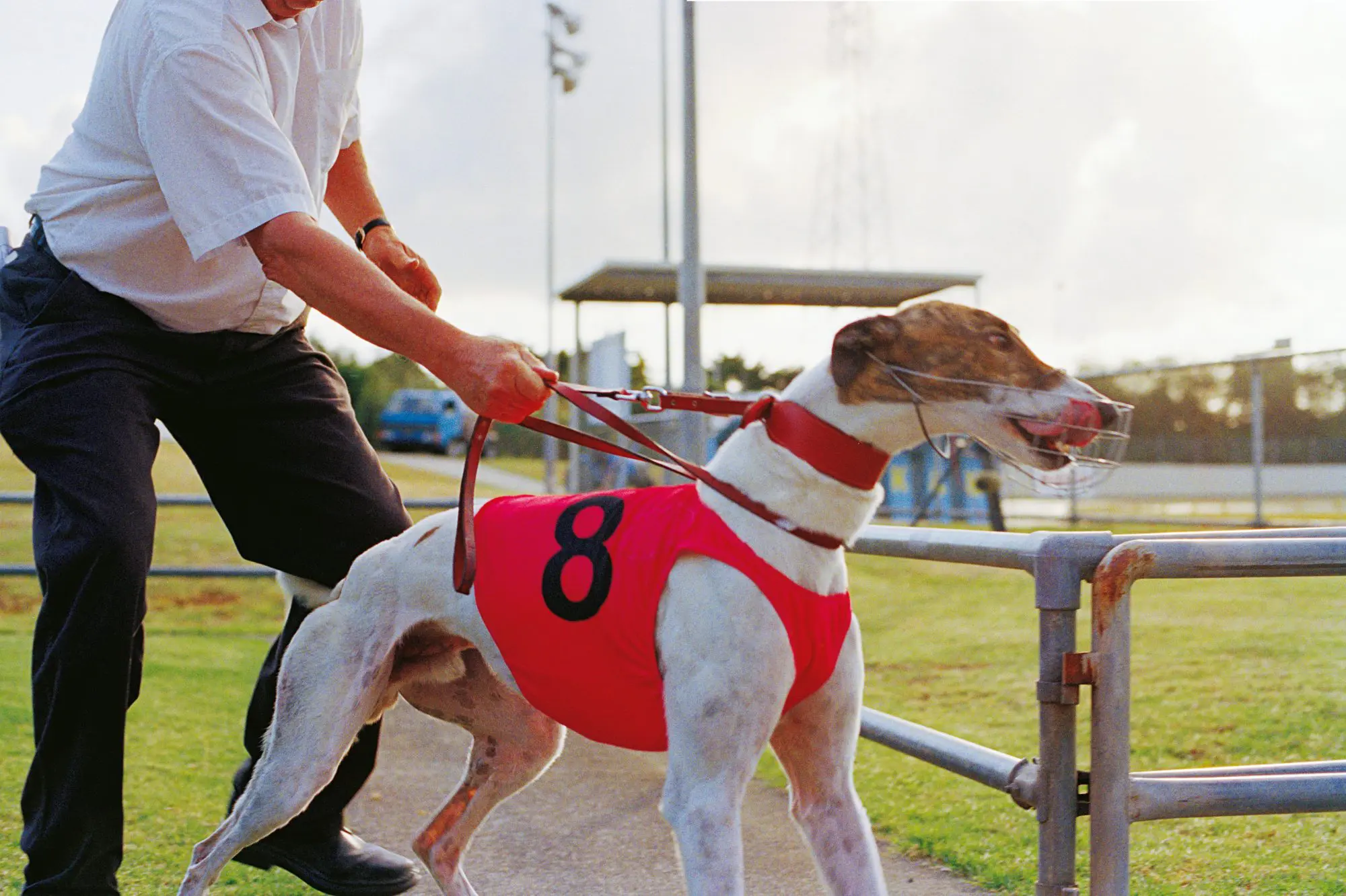 Greyhound Racing New Zealand Strikes Back AT SPCA's Call To End ...