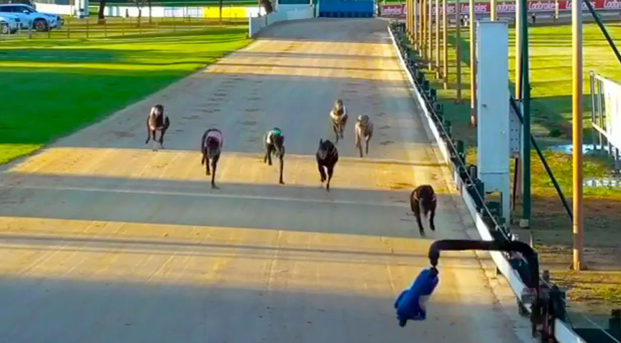 Yet Another Victorian Greyhound Stakes A Claim For NSW Million Dollar ...