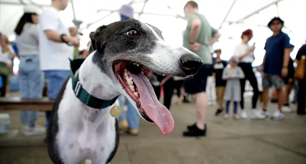 Record Greyhound Adoptions in NSW: 2,806 Retired Racers Find New Homes ...