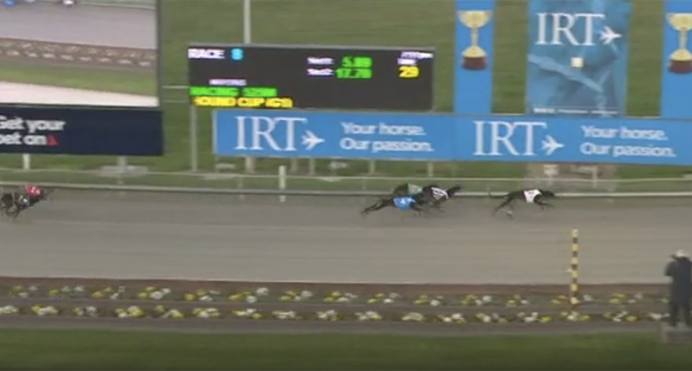 Greyhound Racing Ban in New Zealand: Industry Fights Back