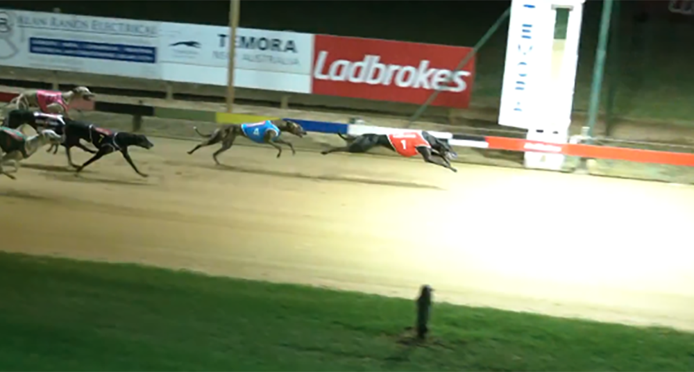 Good Odds Cobber Claims Temora Cup, Golden Easter Egg Favourite