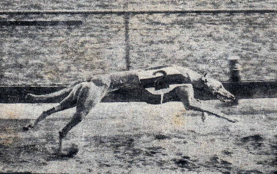 Satan’s Legend: A Champion Greyhound’s Fast Rise to Fame