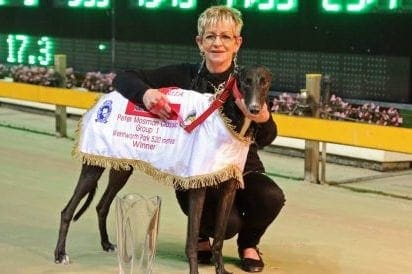 Bessy Boo contests his 100th race start at Wentworth Park