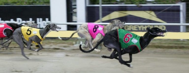 Greyhound Racing Tasmania | How To Bet On TAS Racing 2022