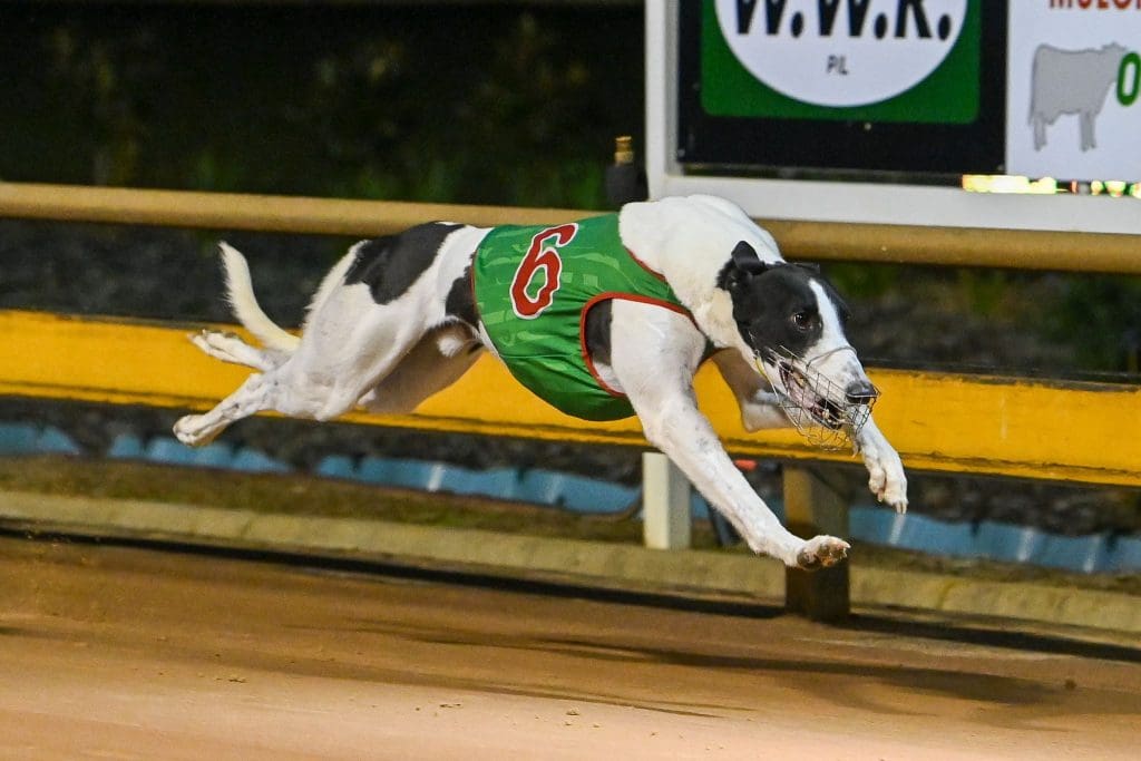 From the archives: This day 14th July in greyhound racing news
