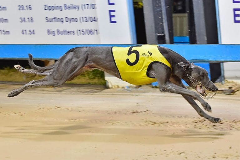 Australian Racing Greyhound — #1 Greyhound News & Tips Service