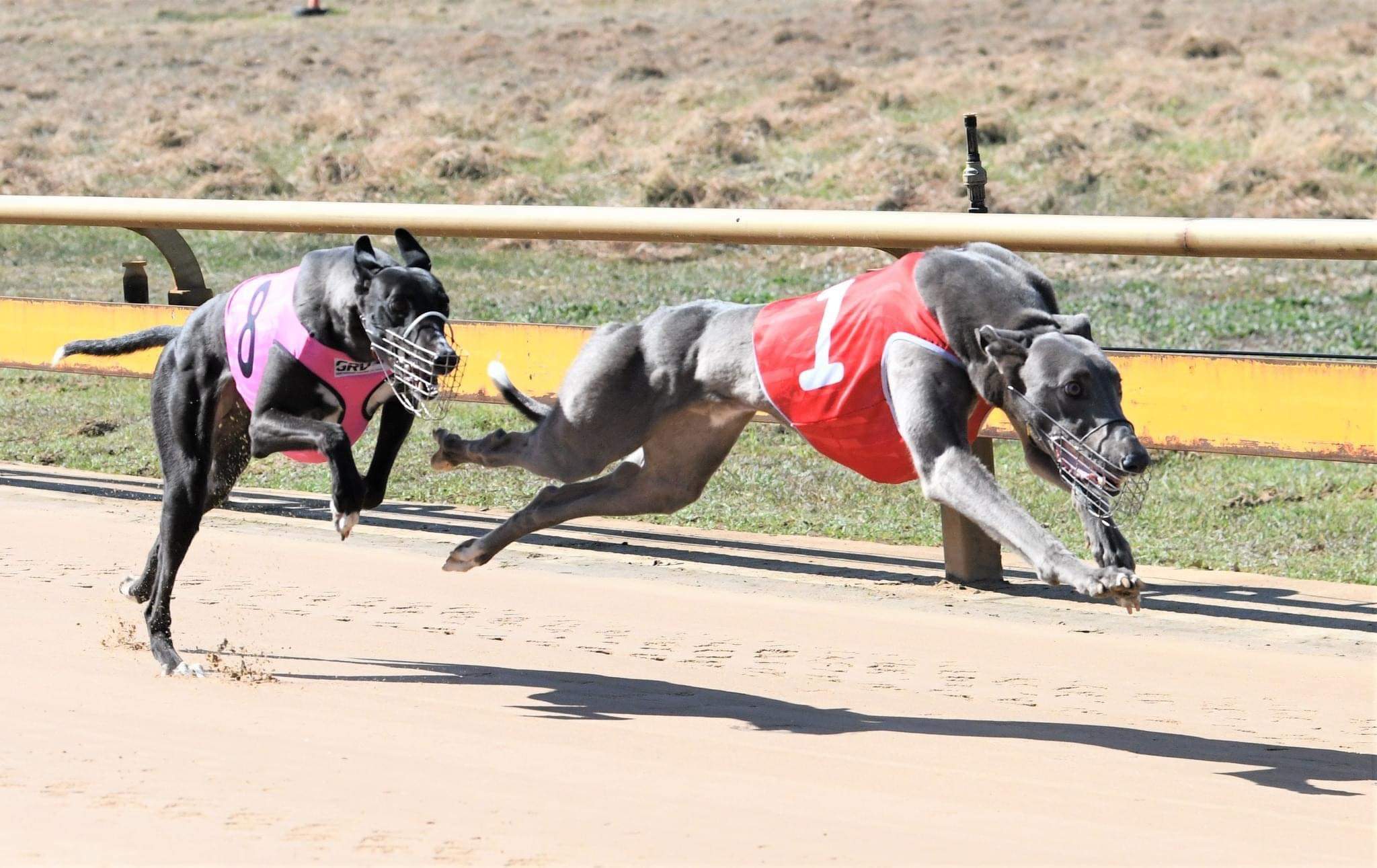 Northam greyhound racing form guide Monday September 12 2022