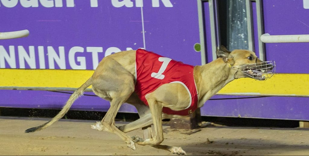 Greyhounds WA Greyhound Racing | Australian Greyhound Racing News & Betting