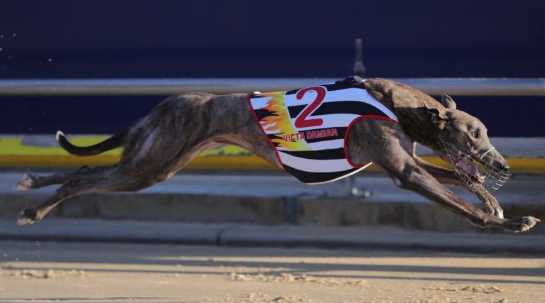 Australian Racing Greyhound — #1 Greyhound News & Tips Service