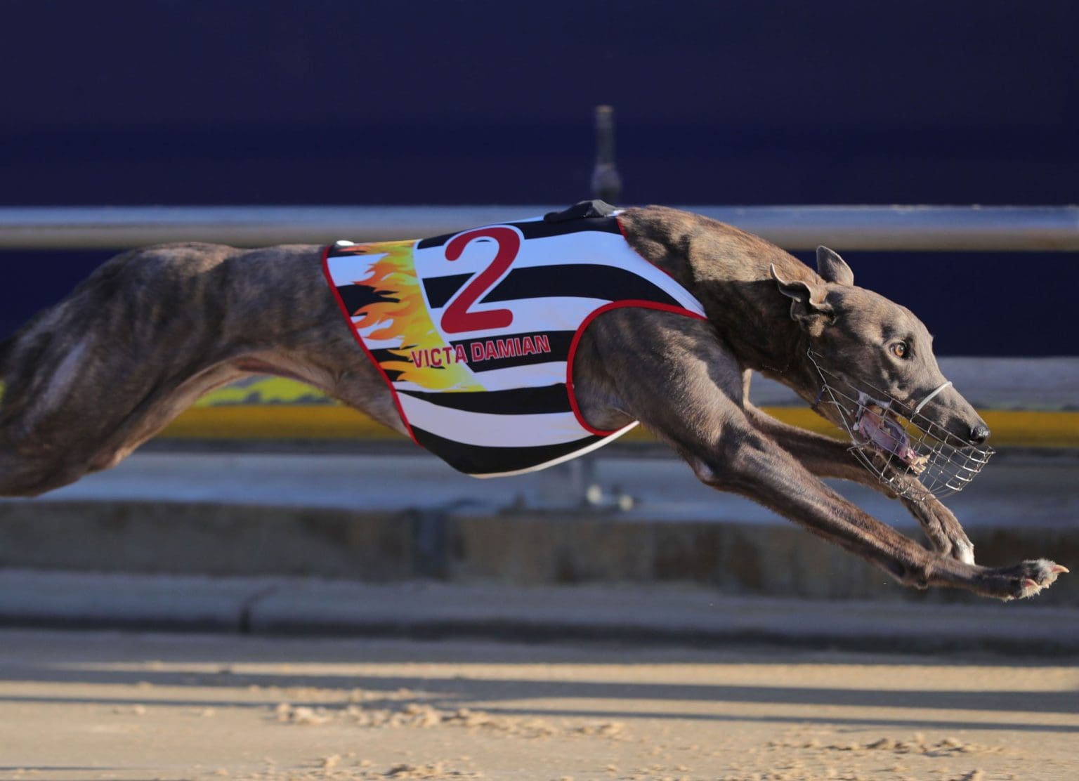 Tony Rasmussen Greyhound Racing | Australian Greyhound Racing News ...
