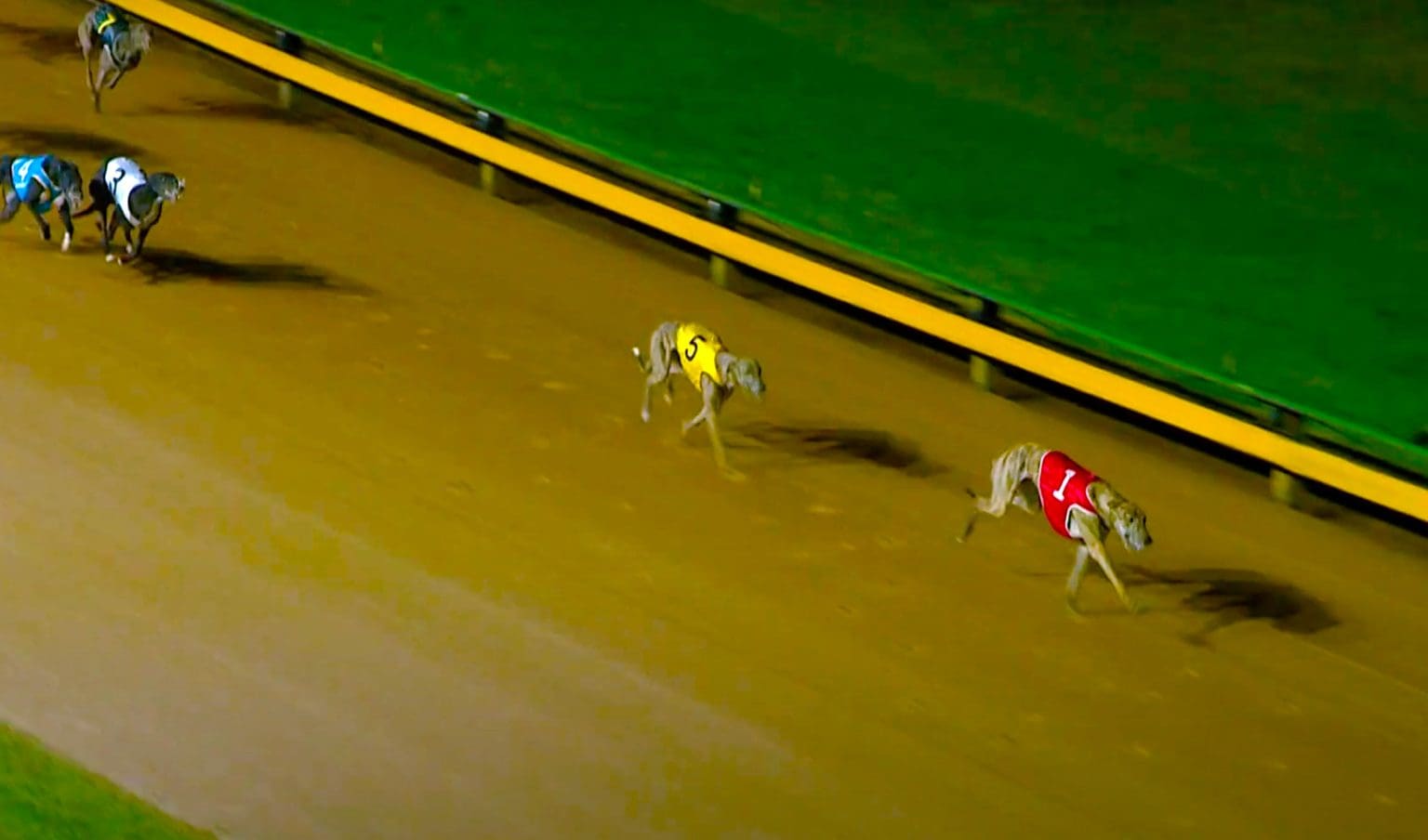 Jason Thompson Greyhound Racing | Australian Greyhound Racing News ...