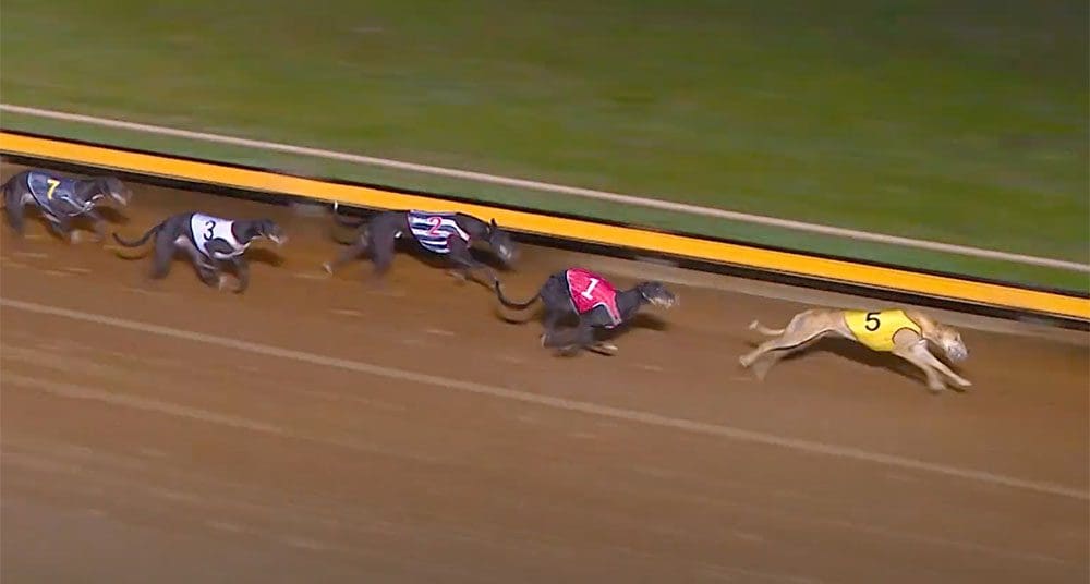 Three Victorians And A Tasmanian Greyhound Firm In 2023 SA Oaks Betting