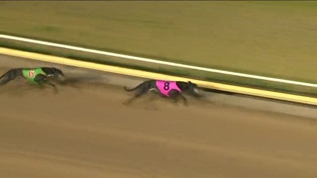 Cannington Greyhound Racing: Couch Surfer Steals the Spotlight