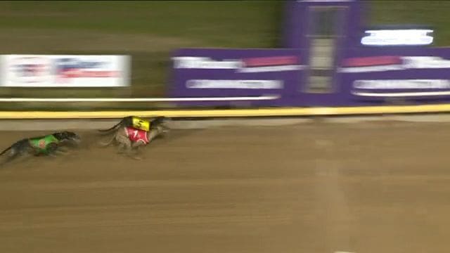 Bionic Black Ant Greyhound Racing | Australian Greyhound Racing News ...