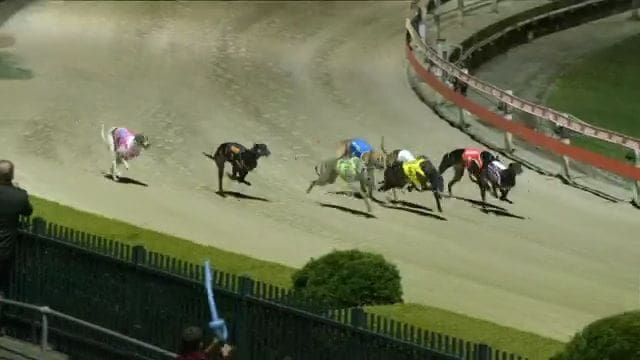 Ultra Sense 2025 - Race history, Winners, Odds And Tips