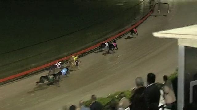 carbonex 8100 light | Australian Greyhound Racing News & Betting