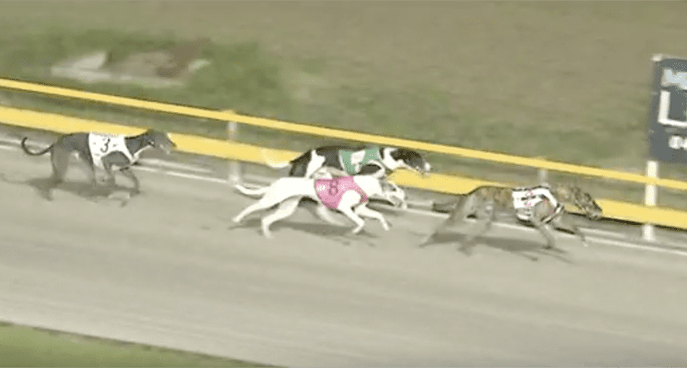 Uncle Tommy Wins Flying Amy Classic | Greyhound Racing News