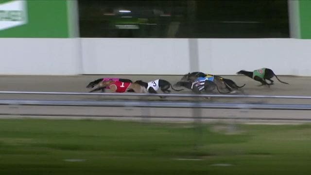 2024’s Most Memorable Australian Greyhound Racing Highlights