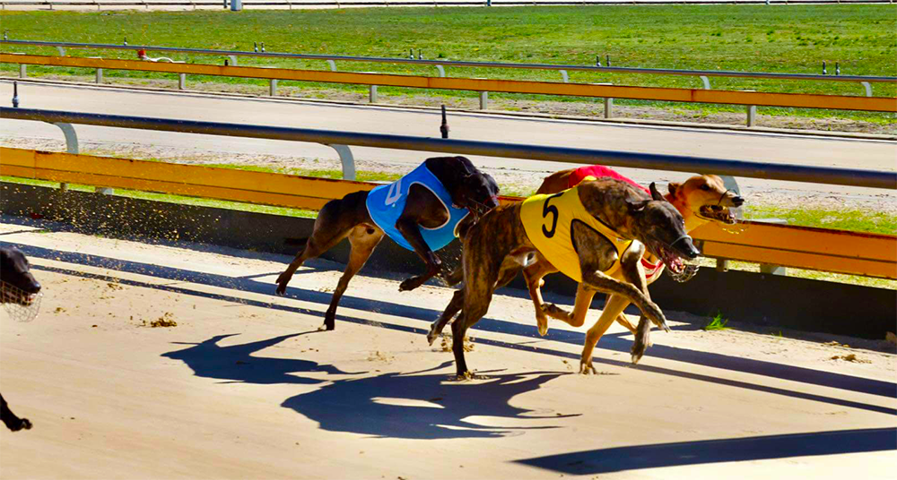 2024 National Straight Track Championship: Mile A Minute Triumphs