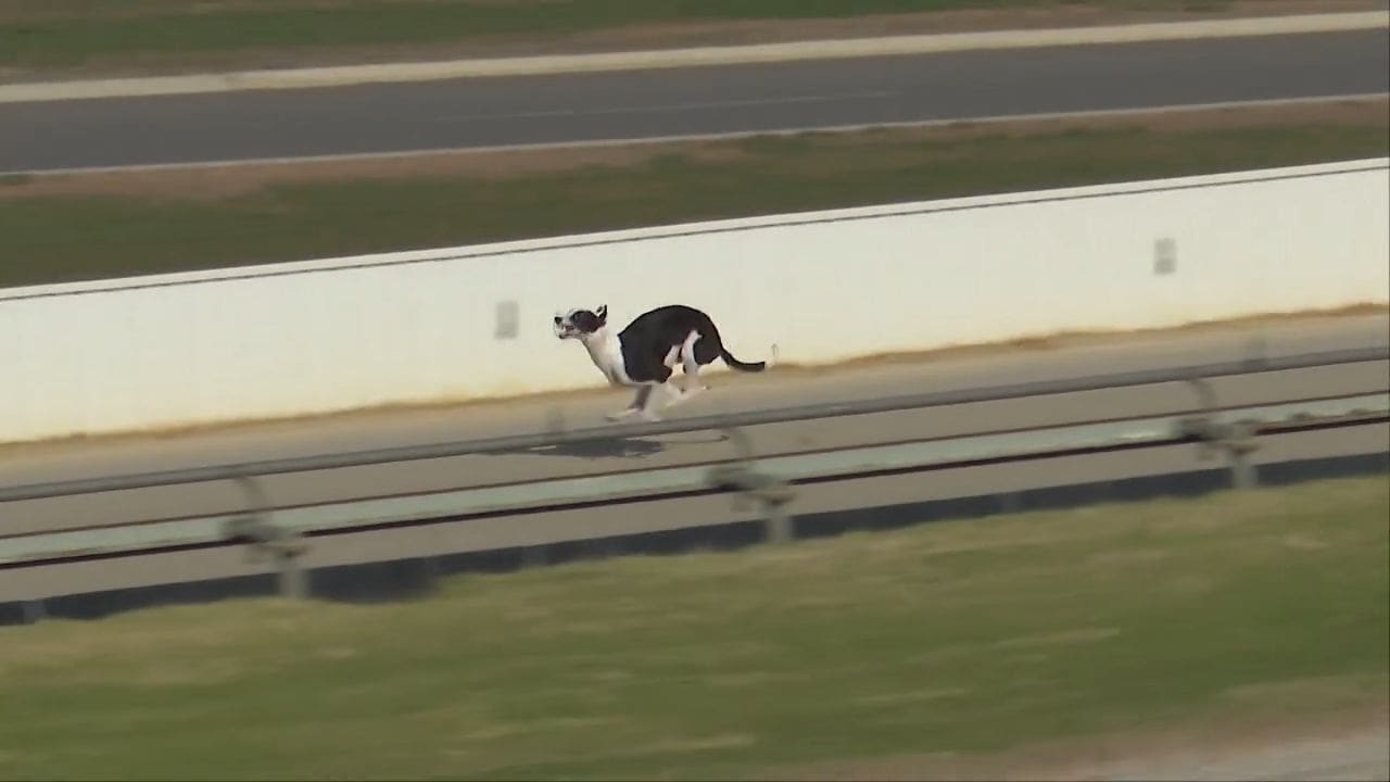 2024 National Straight Track Championship: Sheezel’s Odds Plunge