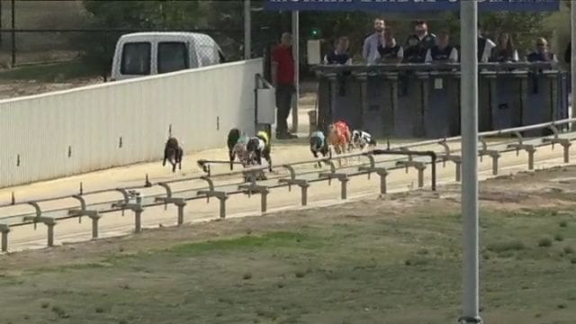 GRSA Greyhound Racing | Australian Greyhound Racing News & Betting