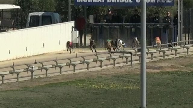 2024 National Straight Track Championship: Mile A Minute Triumphs