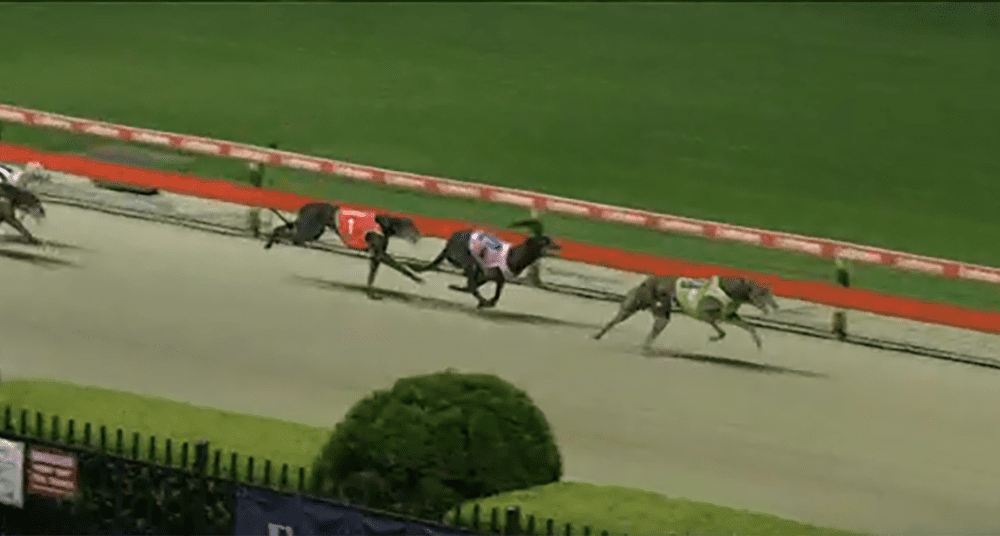 Paul Wheeler Final Field Confirmed After Wentworth Park Heats