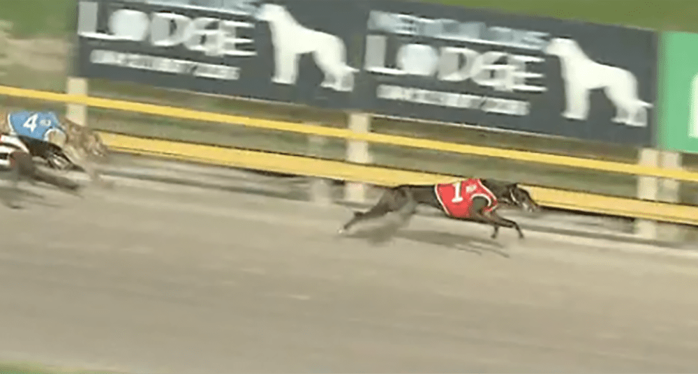 Kia Kaha Dominates QGOLD Summer Sprint Final At Albion Park
