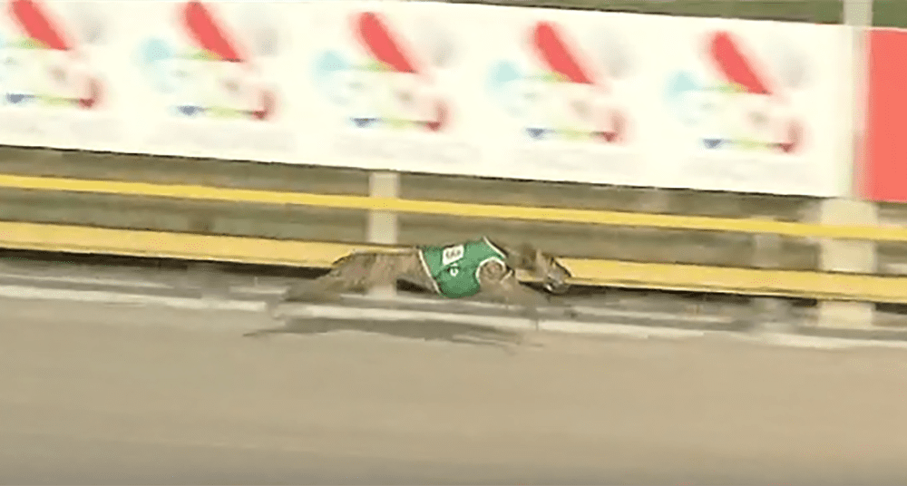 Miss Envy Emerges As Favourite For Bogie Leigh Futurity Final