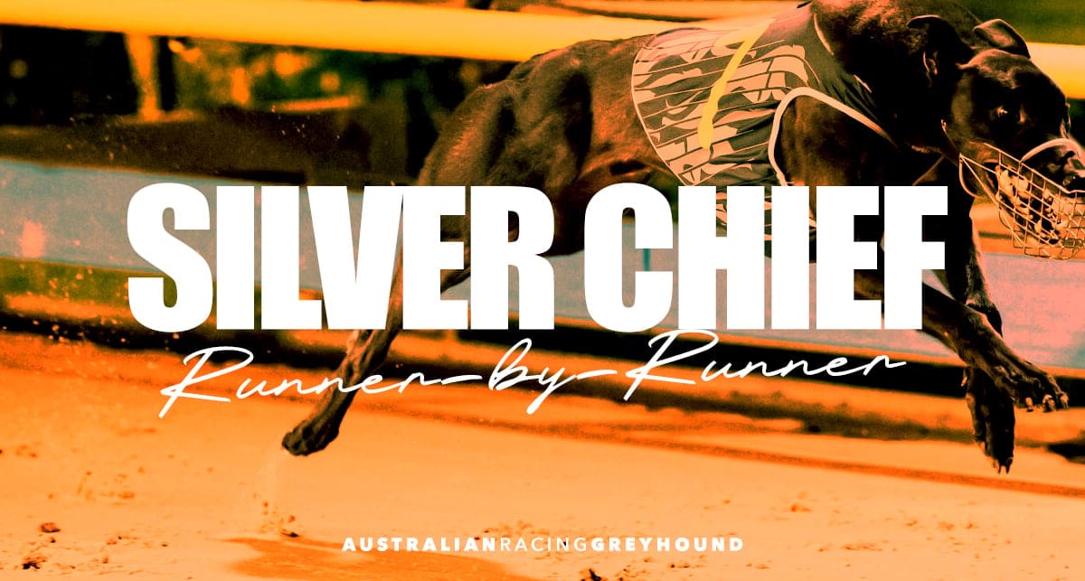 Silver Chief Final Greyhound Racing Tips & Preview | The Meadows