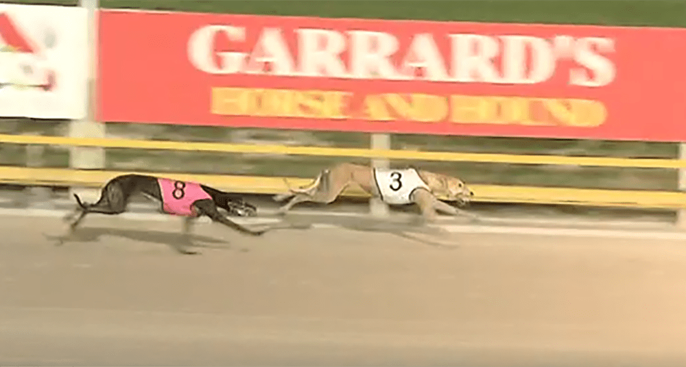 Nangar Gypsy, Ethanol Water Lead 2025 Golden Sands Final Field