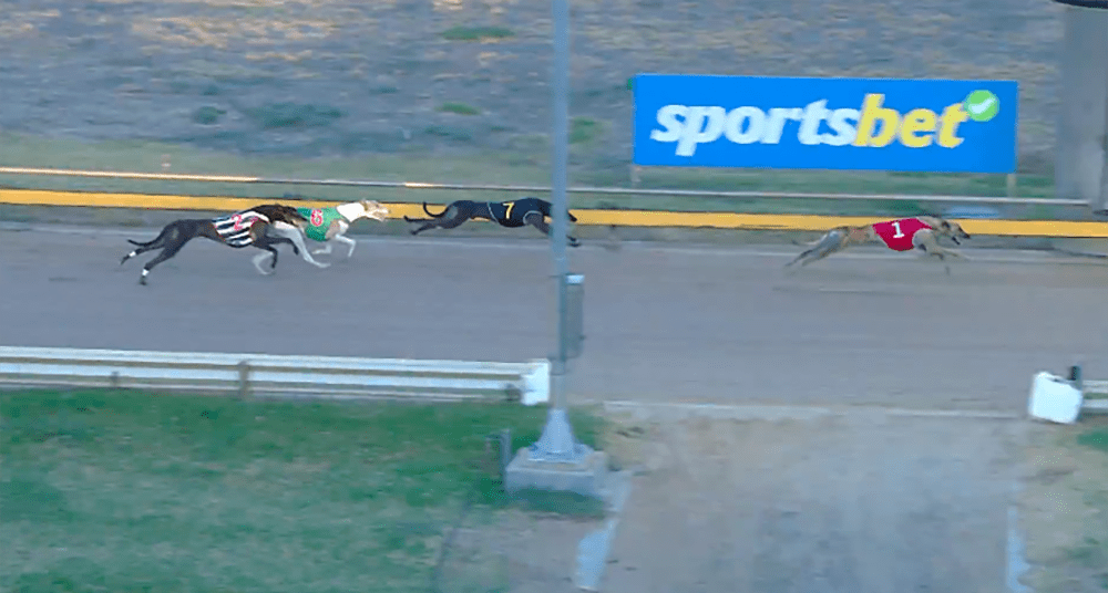 Tim Zoo Horsham Cup Favourite After Hotel Whiskey One Withdrawal